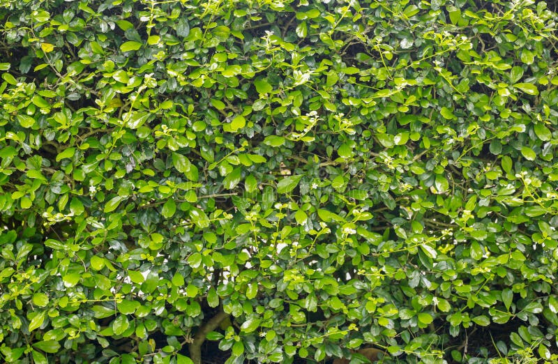 Pattle Design Stock Photos - Free & Royalty-Free Stock Photos from ...