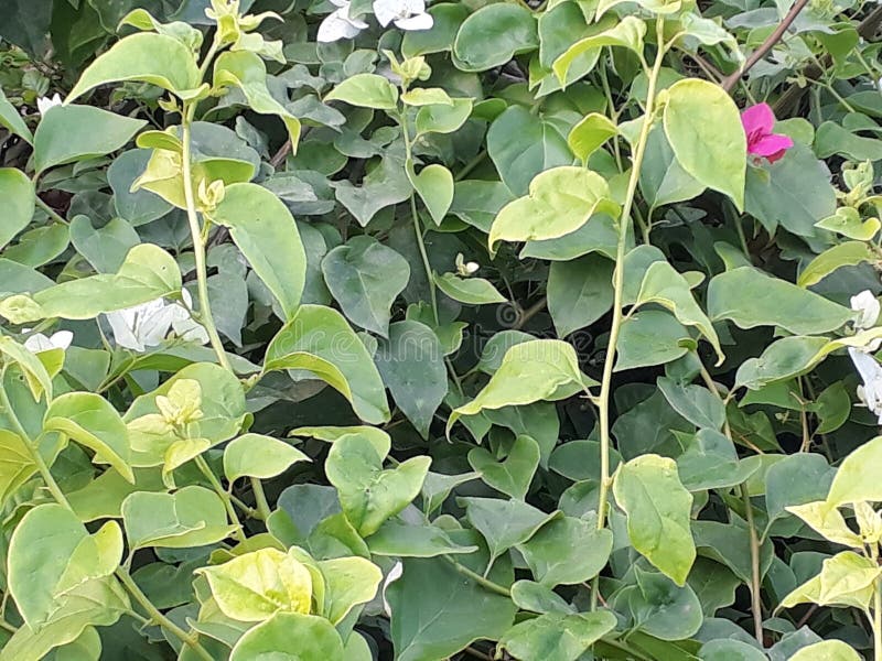 Youtube Orchid Girl Stock Photos - Free & Royalty-Free Stock Photos ...