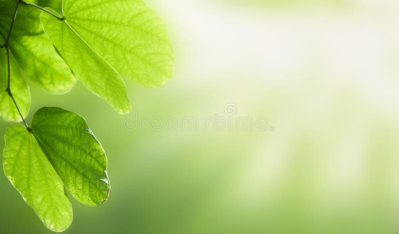 Green Leaf Nature on Blurred Greenery Background. Stock Image - Image ...