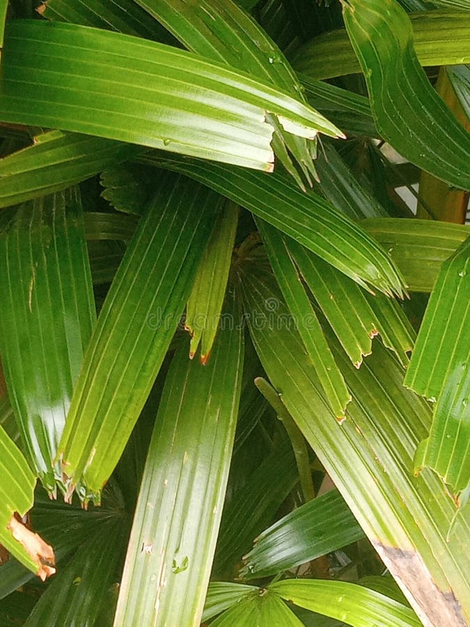 Green leaf nature stock photo. Image of tropics, sunlight - 275804050