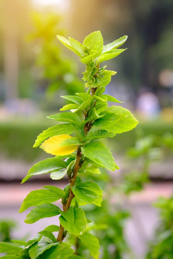 Green leaf nature stock photo. Image of leaf, environment - 96060922