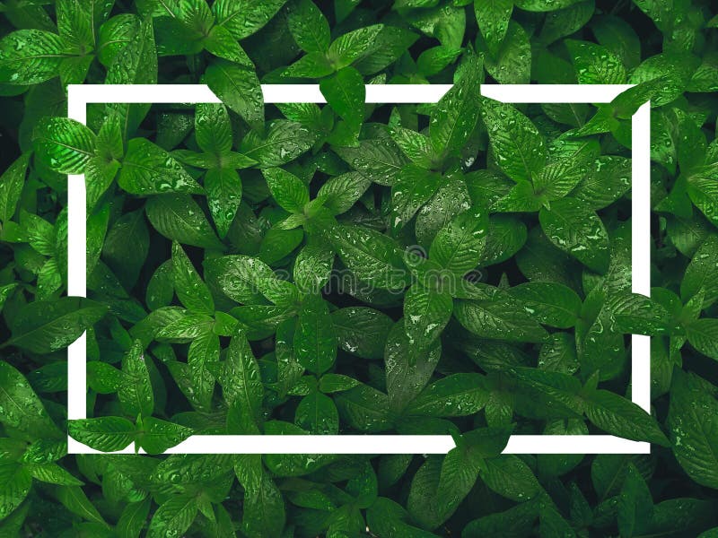 Green Leaf Nature with White Text Box Stock Image - Image of green ...