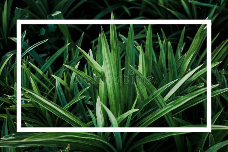 Green Leaf Nature and White Text Box for Presentation Background or ...