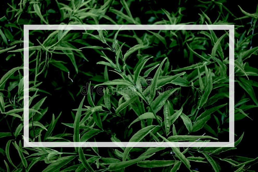 Green Leaf Nature and White Text Box for Presentation Background or ...