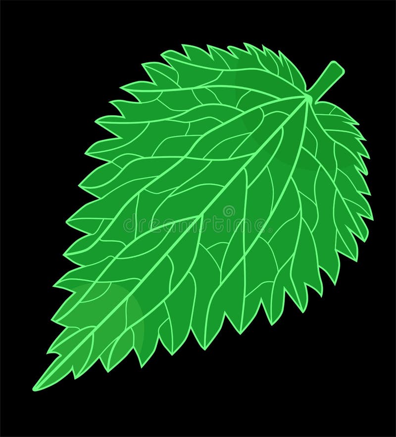 Nettle Leaf Icon Stock Illustrations – 226 Nettle Leaf Icon Stock ...