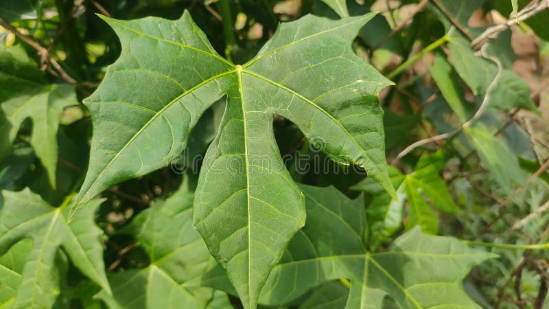 Green leaf nice texture stock image. Image of leaf, nice - 255762345