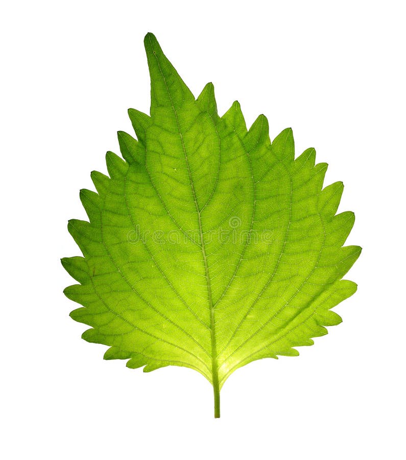 Ooba Leaf Stock Photos - Free & Royalty-Free Stock Photos from Dreamstime
