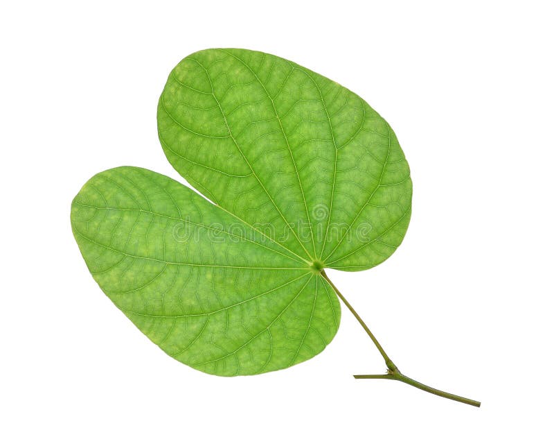 Butterfly Tree Leaf Isolated Stock Photo - Image of bauhinia, leaf ...