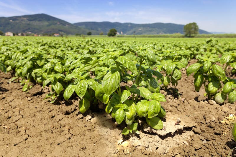 Agriculture, Basil Field Plantation Stock Image - Image of cultivated ...