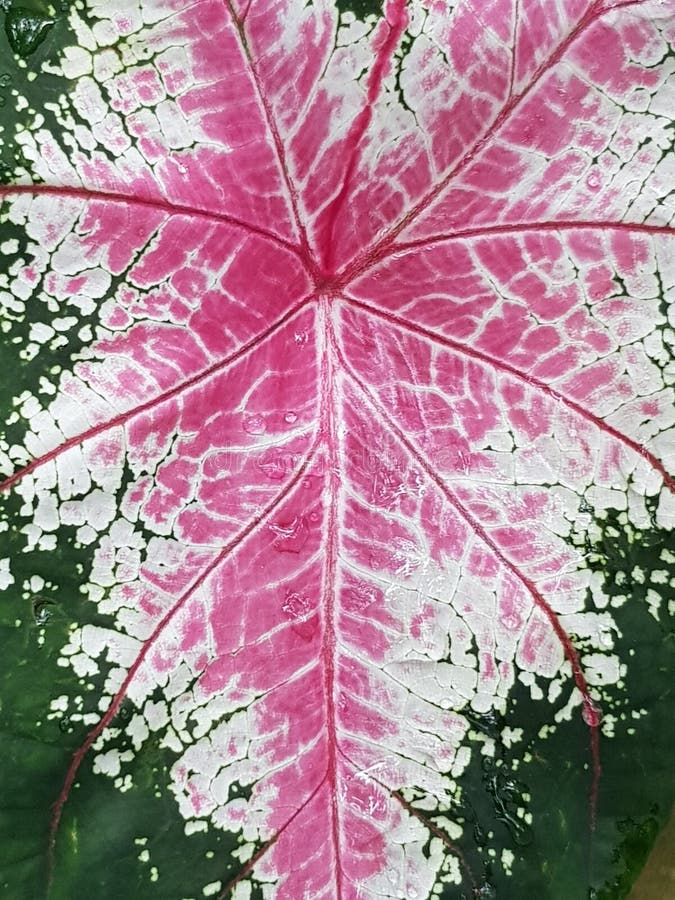 Green Leaf Ornamental Plants that are Even Prettier with the Addition ...