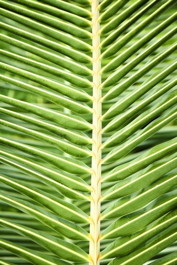 Green leaf outdoor stock photo. Image of arch, branch - 125132412
