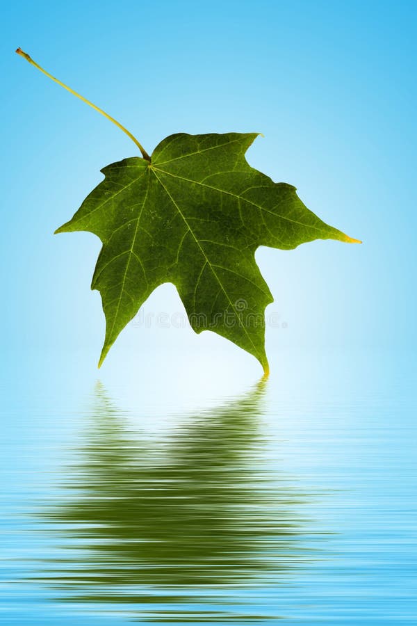 Green leaf over water stock photo. Image of beautiful - 21764836