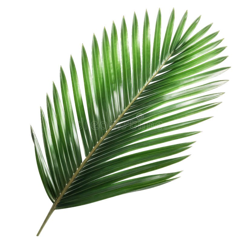 Palm Frond Transparent Background Stock Illustrations – 386 Palm Frond ...