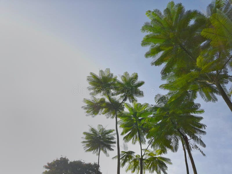 Green Leaf Palm Tree with Morning Sun and Blue Sky Stock Image - Image ...