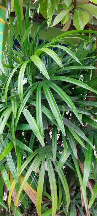 Green Leaf Palm Trees with Beautiful Shape Stock Photo - Image of lawn ...