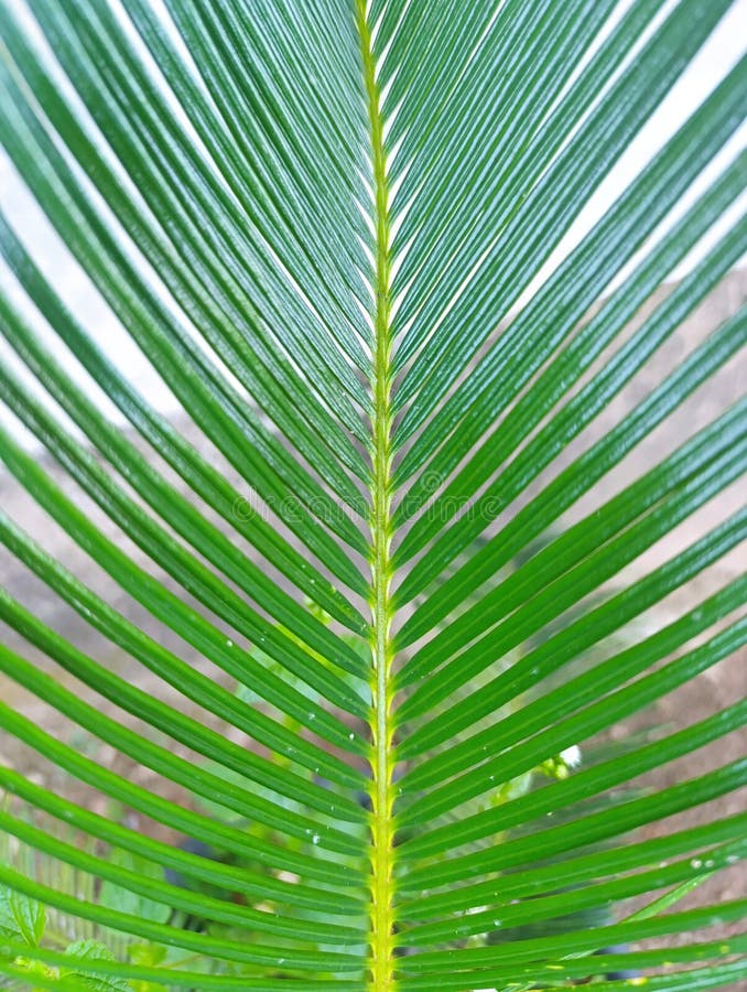 Green leaf with a parallel stock photo. Image of tree - 381273632