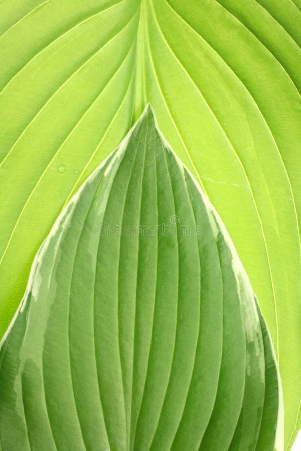 Symmetrical Leaf Pattern Aeonium Succulent Stock Photo - Image of ...