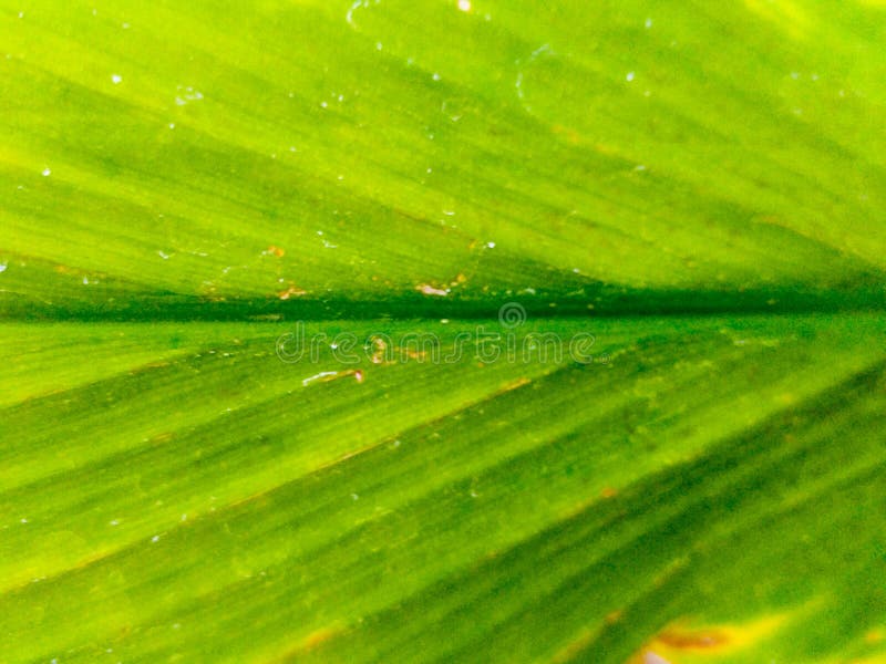 Green leaf stock image. Image of accurate, pattern, color - 81354305