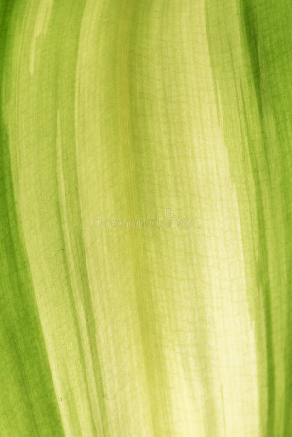 Green Leaf Pattern Background - Natural Background Stock Image - Image ...