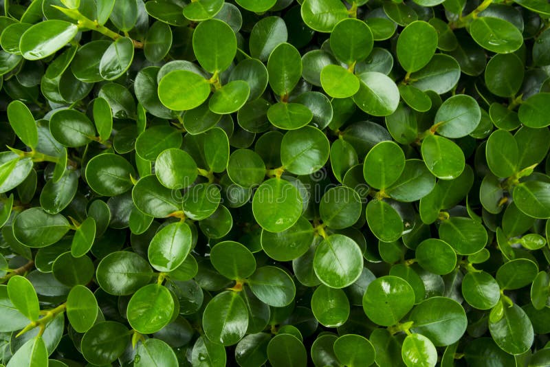 Green Leaf Pattern Background Stock Image - Image of design, color ...