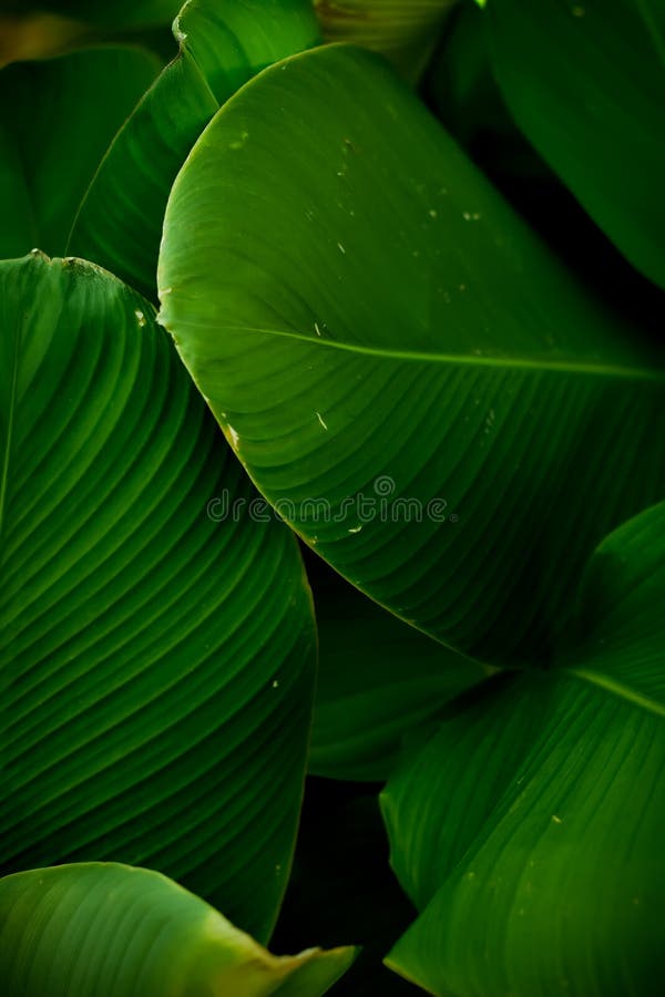 Green Leaf Pattern Backgrounds Stock Image - Image of fresh, beautiful ...