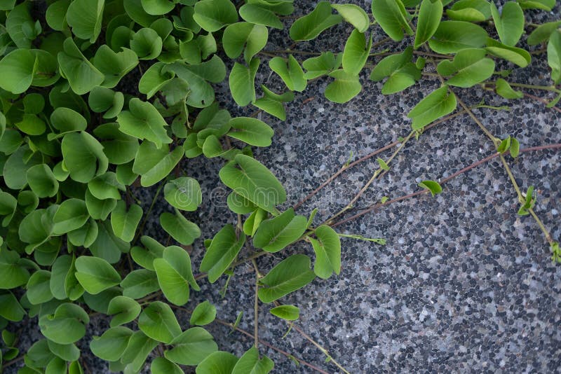 Green Leaf Pattern Close Up on the Road Stock Photo - Image of outdoor ...