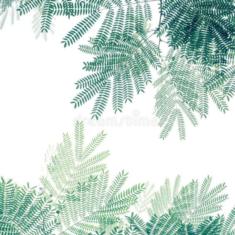 330+ Leaf layout Free Stock Photos - StockFreeImages