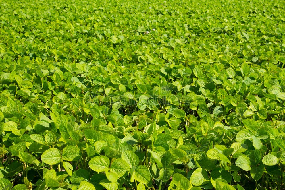 Green Leaf Pattern of a Soybean Field Stock Image - Image of soybean ...
