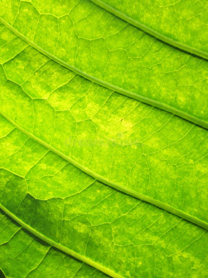 Green leaf pattern stock image. Image of abstract, lines - 74331499