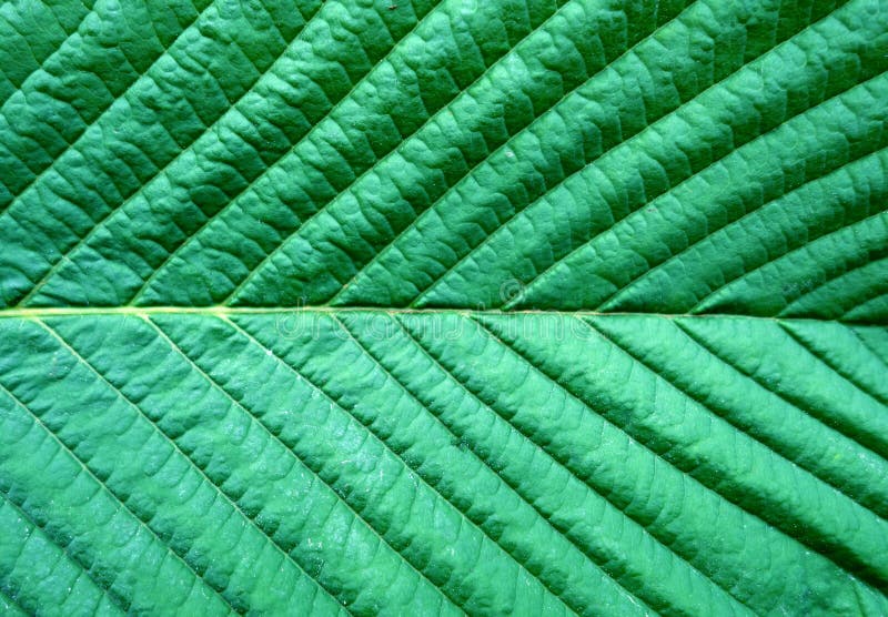 Green Leaf Pattern Texture. Stock Image - Image of vein, plant: 318554107