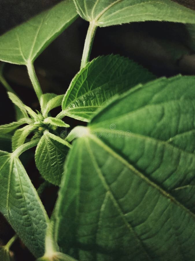 Green Leaf Patterns that Grow Wild Around the Park Stock Image - Image ...