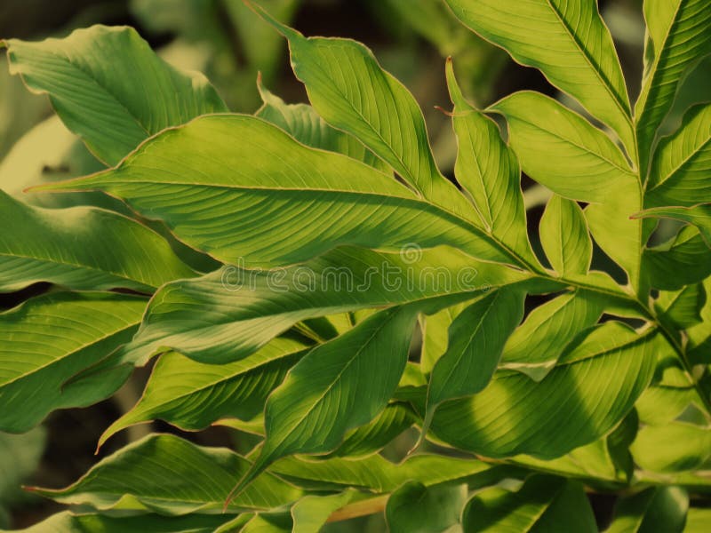 Green Leaf Patterns, Textures and Beautiful Shape of Leaves Stock Image ...