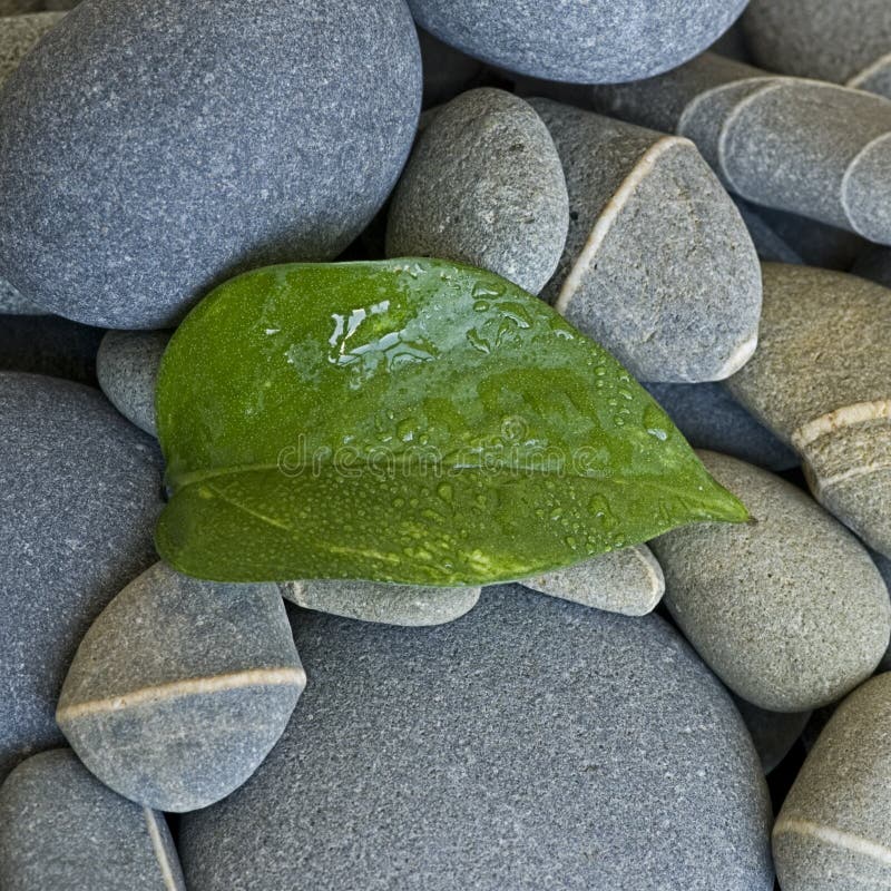 Green leaf and pebble stock image. Image of detail, fresh - 9446667