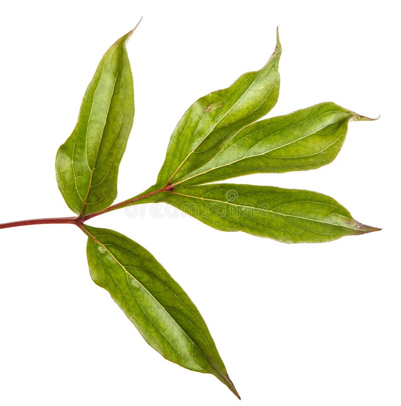 Green Leaf of a Peony Plant. Isolated on White Stock Photo - Image of ...