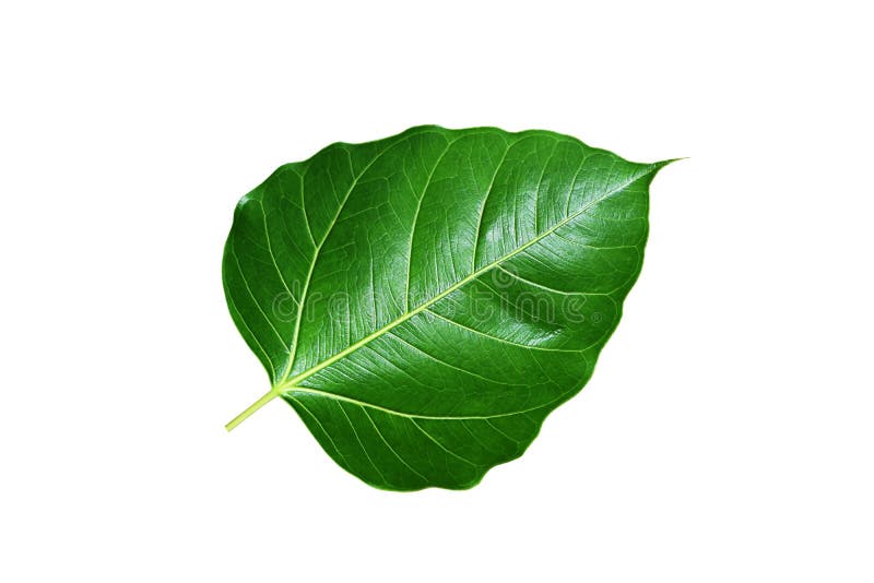 Green Leaf Pho Leaf, (bo Leaf,bothi Leaf) Isolated on White Background ...