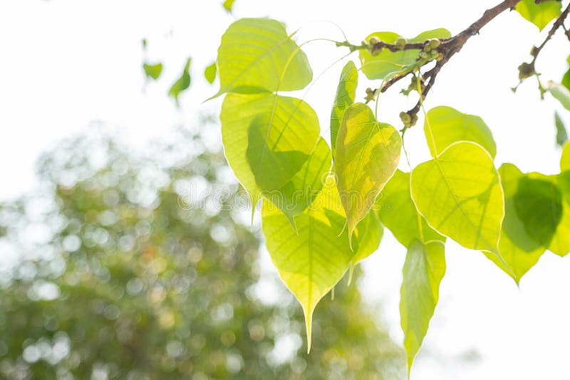 Green Leaf Pho Leaf, Bo Leaf Have V-shape or Heart Shape Stock Photo ...