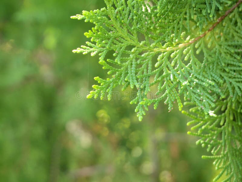 Green leaf of pine tree stock photo. Image of close - 188977524