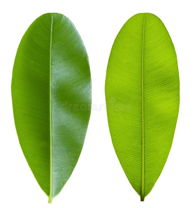 Parallel Venation Examples