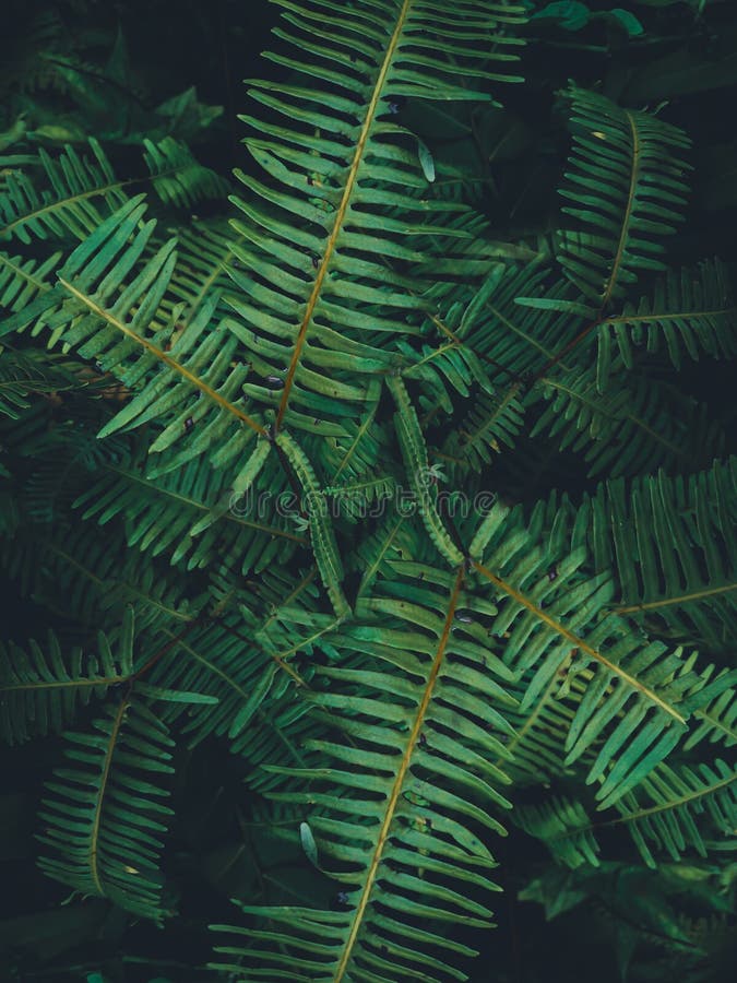 Green Leaf Plan Forest Plan Tropic Nature Stock Image - Image of leaf ...