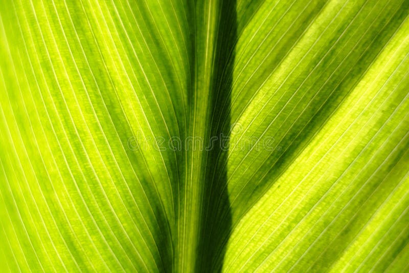 Green Leaf of a Plant Close-up. Green Natural Background Stock Photo ...