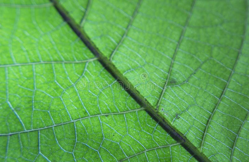 Green Leaf from a Plant Close Up Shot Stock Photo - Image of flora ...