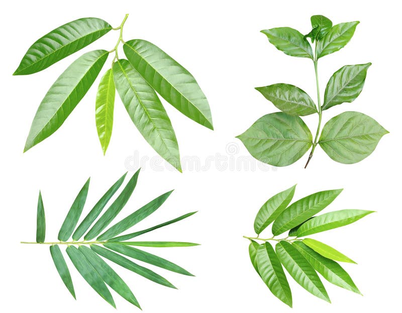 Green Leaves Bundle on White Background, Leaf Isolated Set, Green Leaf ...
