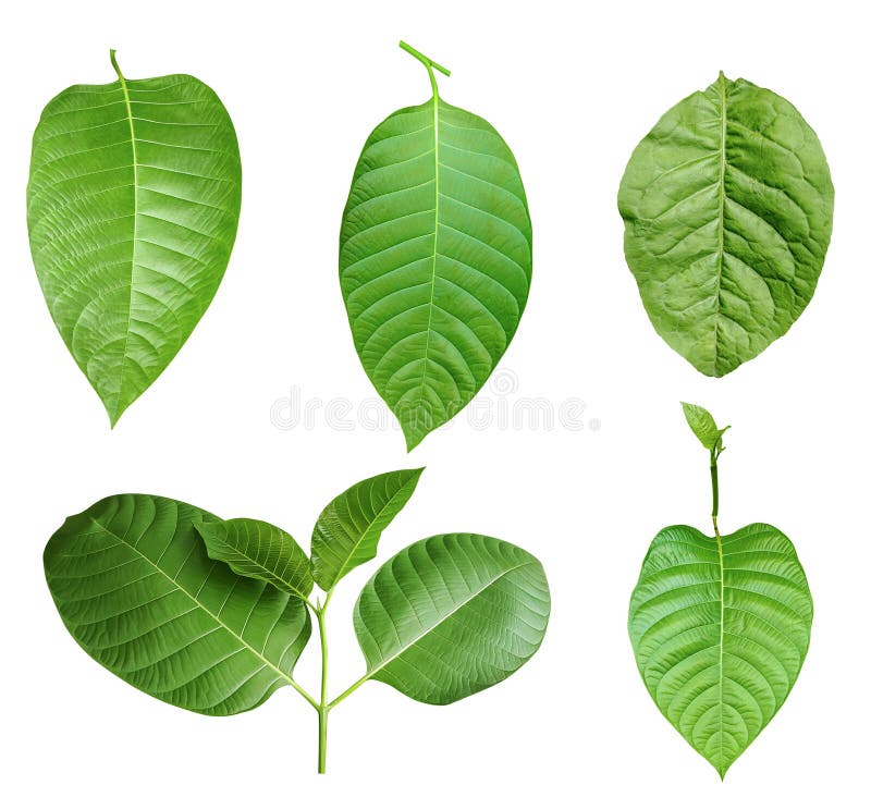 Green Leaves Bundle on White Background, Leaf Isolated Set, Green Leaf ...
