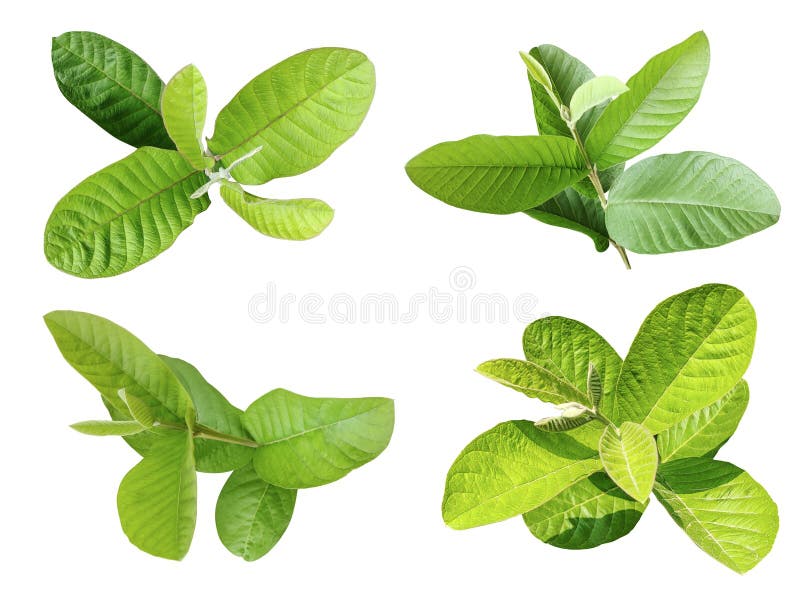 Green Leaves Bundle on White Background, Leaf Isolated Set, Green Leaf ...
