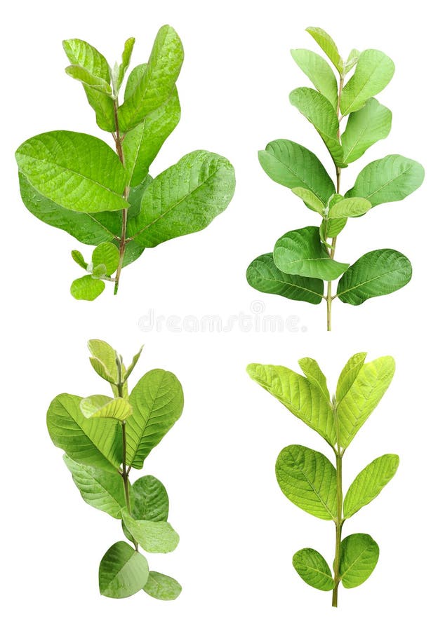 Green Leaves Bundle on White Background, Leaf Isolated Set, Green Leaf ...