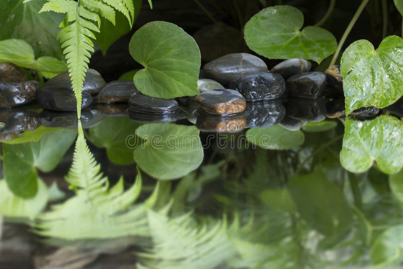 Green Leaf of Plant with Fern and Pebble on Water Stock Photo - Image ...