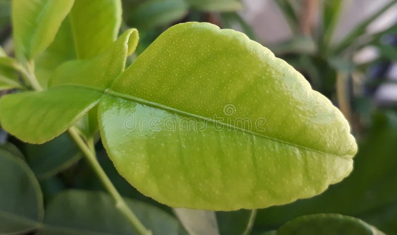 Green Leaf Plant Go Green Live Stock Photo - Image of daun, leaf: 184017084