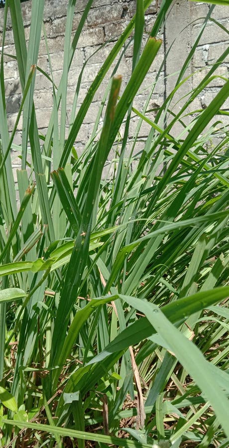 This Green Leaf is a Plant Like Weed Growing on the Edge of the Wall ...