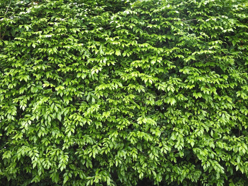 Green Leaf, Plant, Natural Background Stock Image - Image of backdrop ...