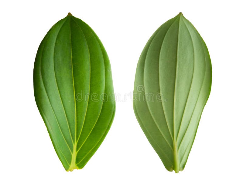 Green Leaf Plant Natural Front and Back Isolated on White Background ...